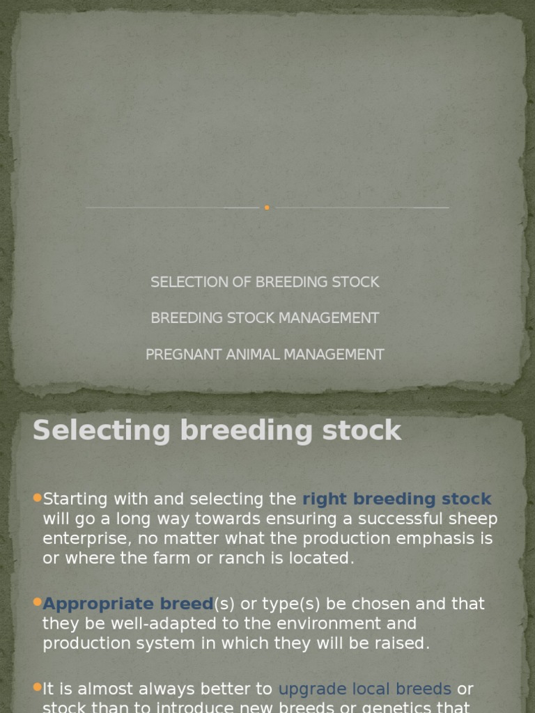 Selecting Breeding Stock for Sheep Farming | PDF | Sheep | Selective ...