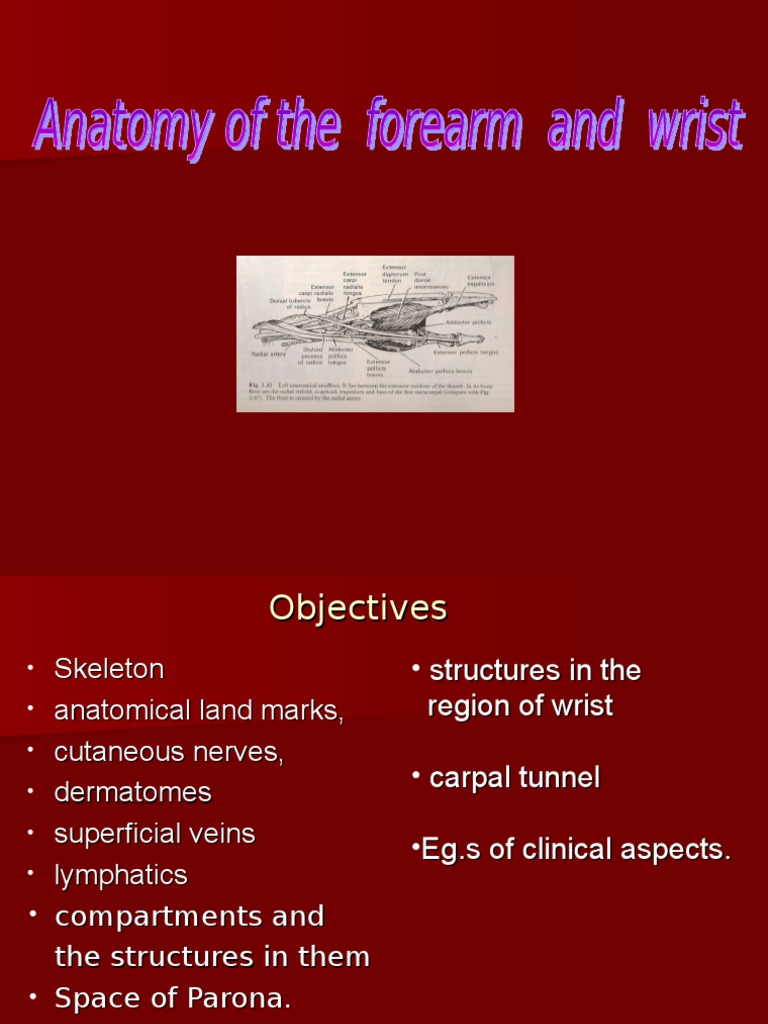 Anatomy of Forearm and Wrist - ppt1 | PDF | Thumb | Soft Tissue