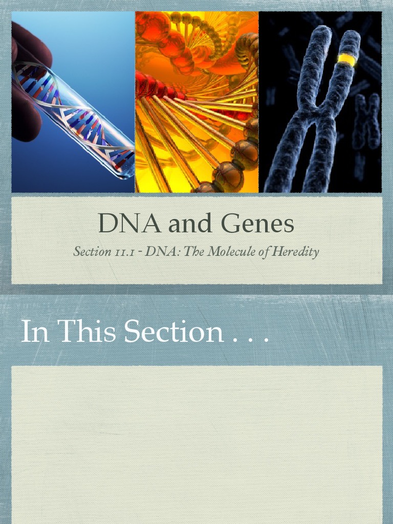 DNA and Genes Presentation - Biology Chapter 11 | PDF | Rna ...