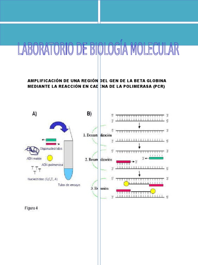 Reacción en Cadena de La Polimerasa | Reacción en cadena de la ...