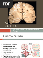 Sensibilidad Epicrítica y Protopática | PDF | Médula espinal | Tálamo