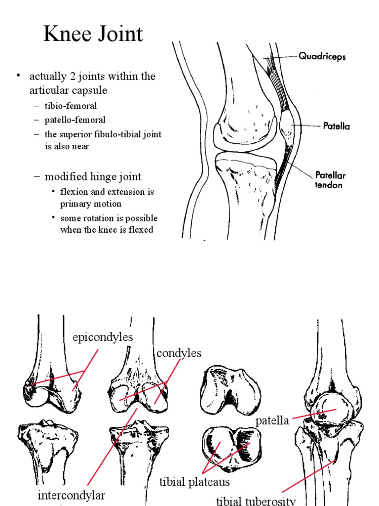 Knee Lecture | PDF | Knee | Joints