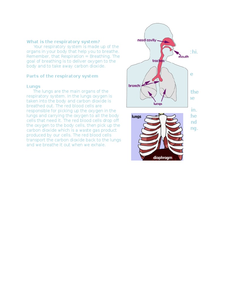 Trachea and Breathing Mechanics | PDF | Science & Mathematics