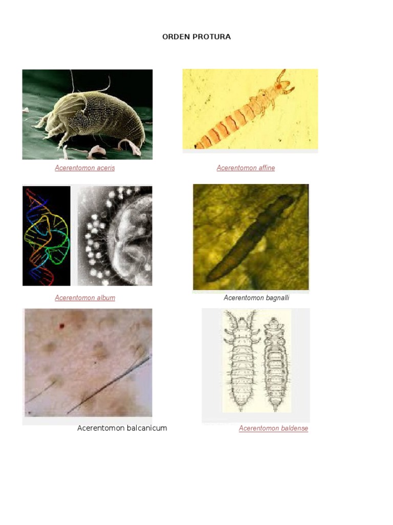 Especies del Orden Protura | PDF