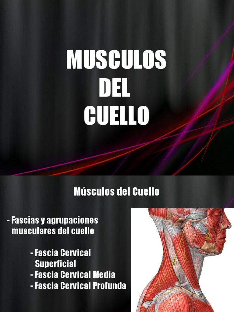 Músculos Cuello, Torax y Abdomen | Abdomen | Cabeza y cuello humanos
