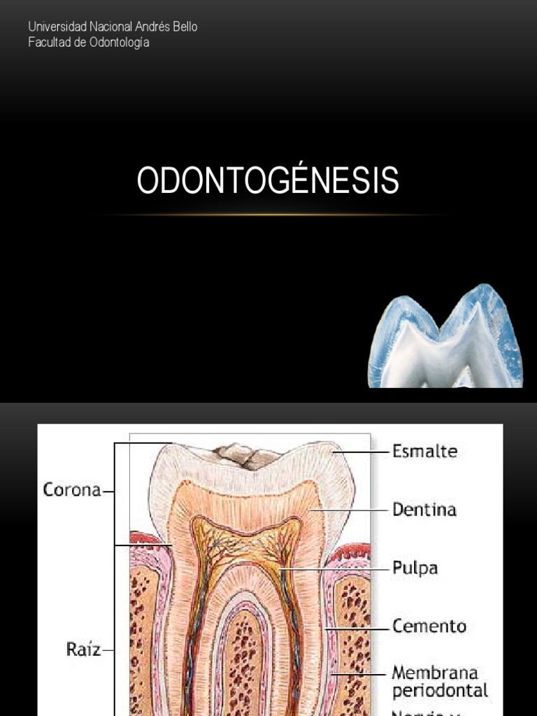 Etapas de la Odontogénesis | PDF | Epitelio | Diente