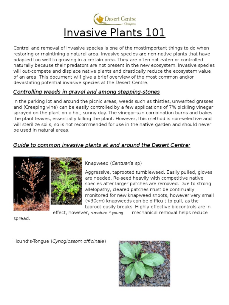 Invasive Plant Removal 101 | Download Free PDF | Invasive Species | Plants