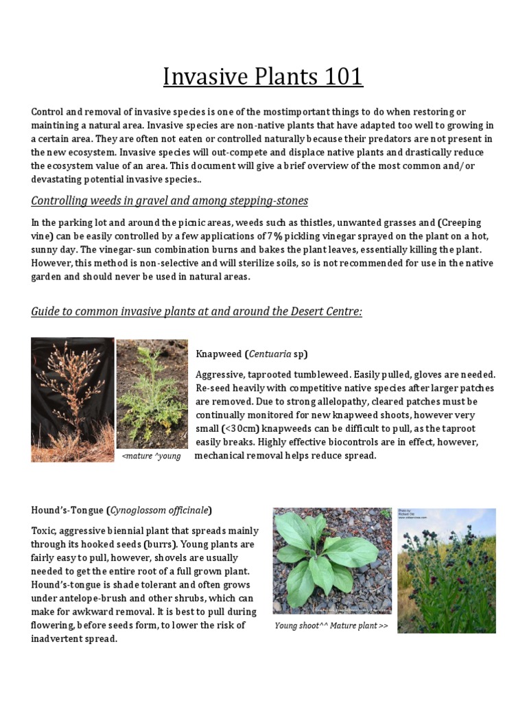 Controlling Invasive Species: A Guide to Common Invasive Plants at the ...