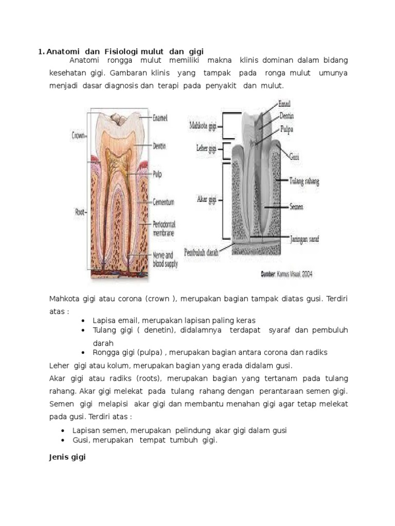 Anatomi dan Fisiologi mulut dan gigi.doc