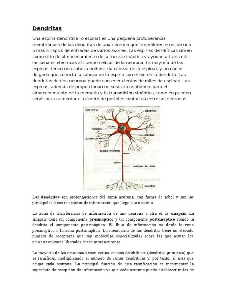 Las Dendritas | Sinapsis | Dendrita
