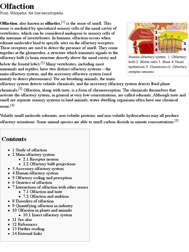 Olfaction | PDF | Olfaction | Olfactory System