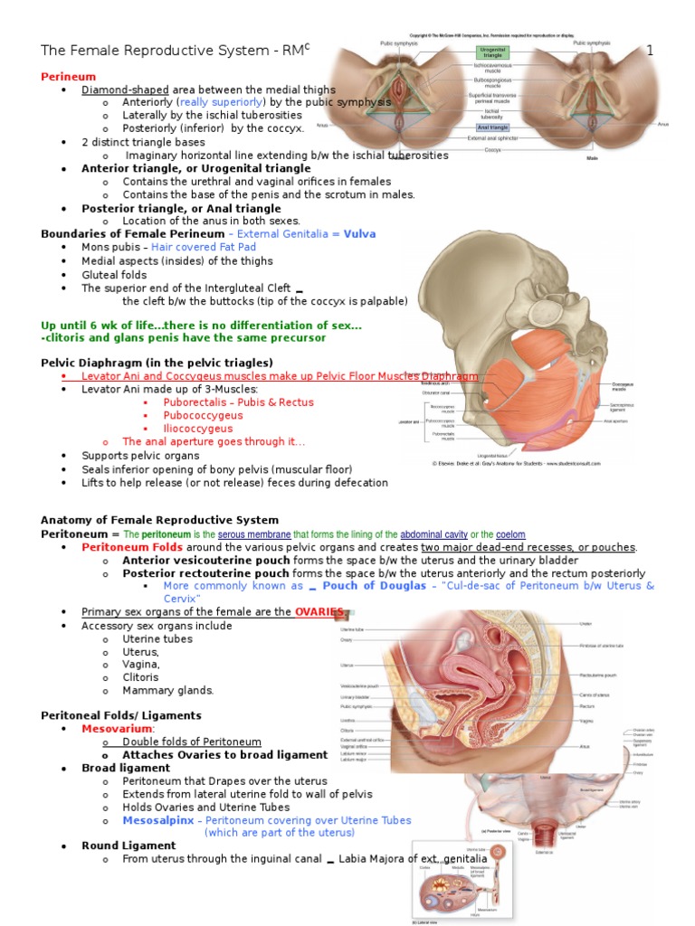 Anatomy of the Female Reproductive System: A Comprehensive Review of ...