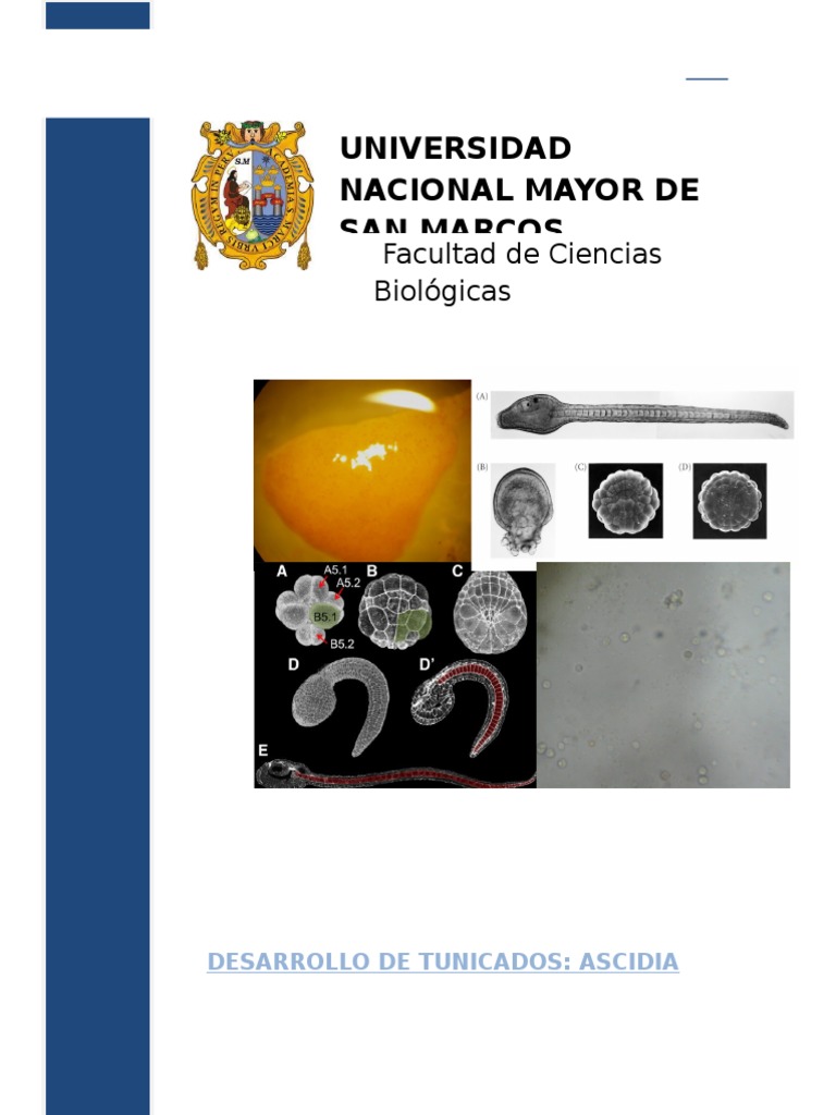 Desarrollo de Tunicados | PDF | Zoologia | Biologia