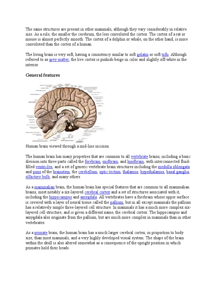 The Same Structures Are Present in Other Mammals | PDF | Human Brain ...