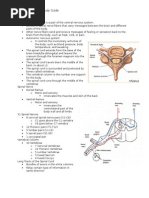 Asia Scale | PDF | Anatomical Terms Of Motion | Spinal Cord Injury
