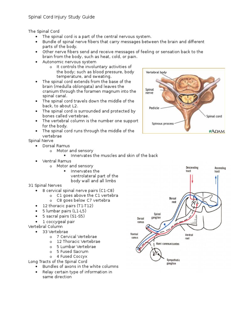 Spinal Cord Injury Study Guide | Vertebral Column | Spinal Cord | Free ...