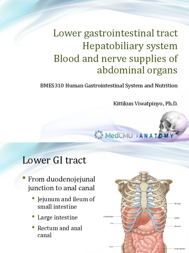Lower Gastrointestinal Tract | PDF | Liver | Large Intestine