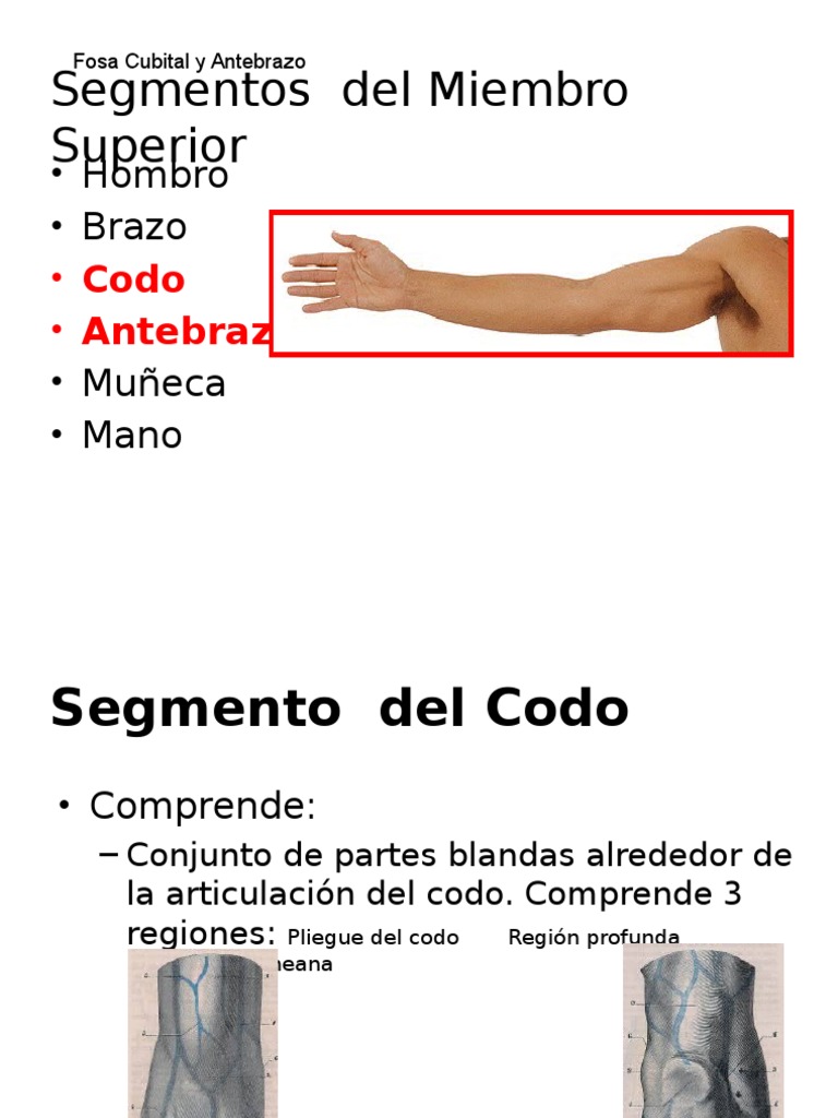 Fosa Cubital y Antebrazo | Mano | Codo