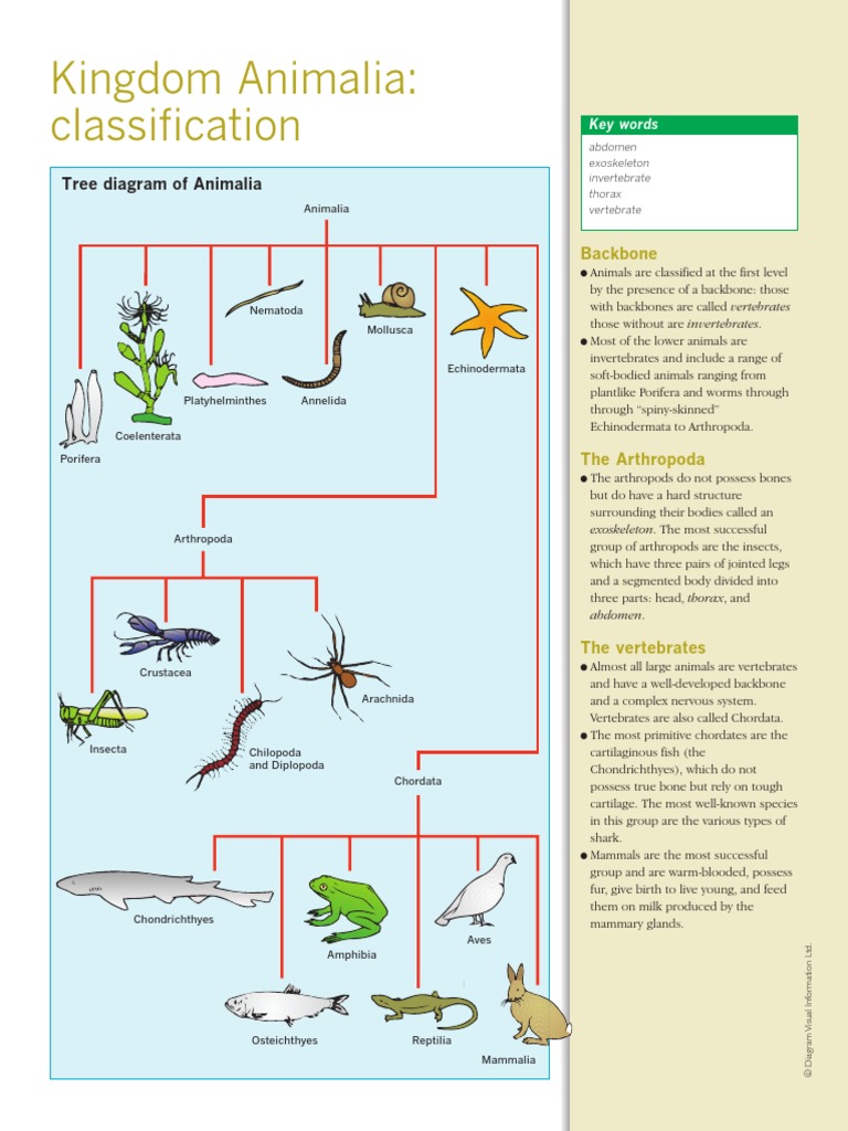 Kingdom Animalia: Classification | PDF | Science & Mathematics