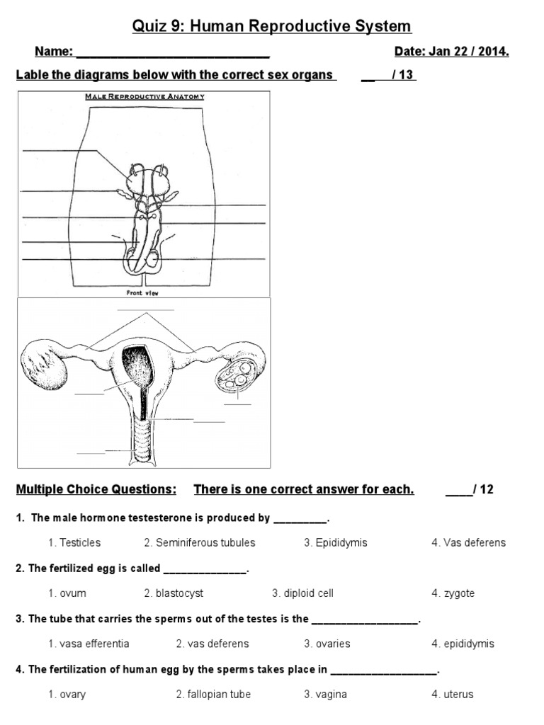Quiz 9 Human Reproduction Pregnancy Menstruation Graphs | PDF ...