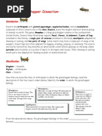 Tilapia Dissection | PDF | Gill | Fish