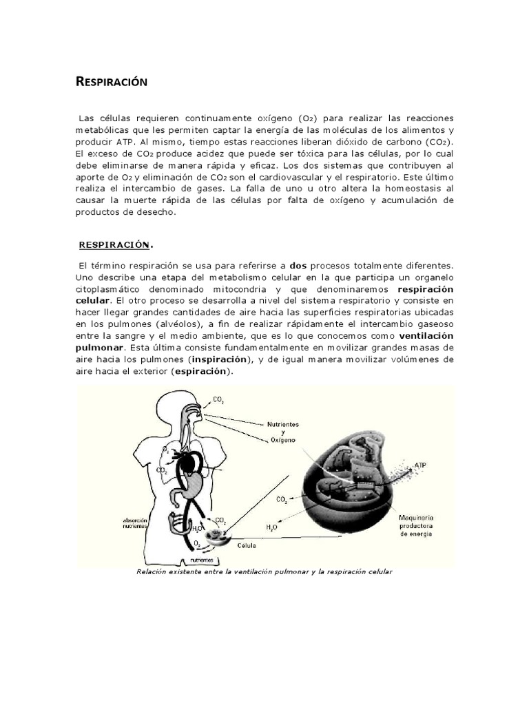 Gu A Respiraci N | PDF | Sistema respiratorio | Glucólisis