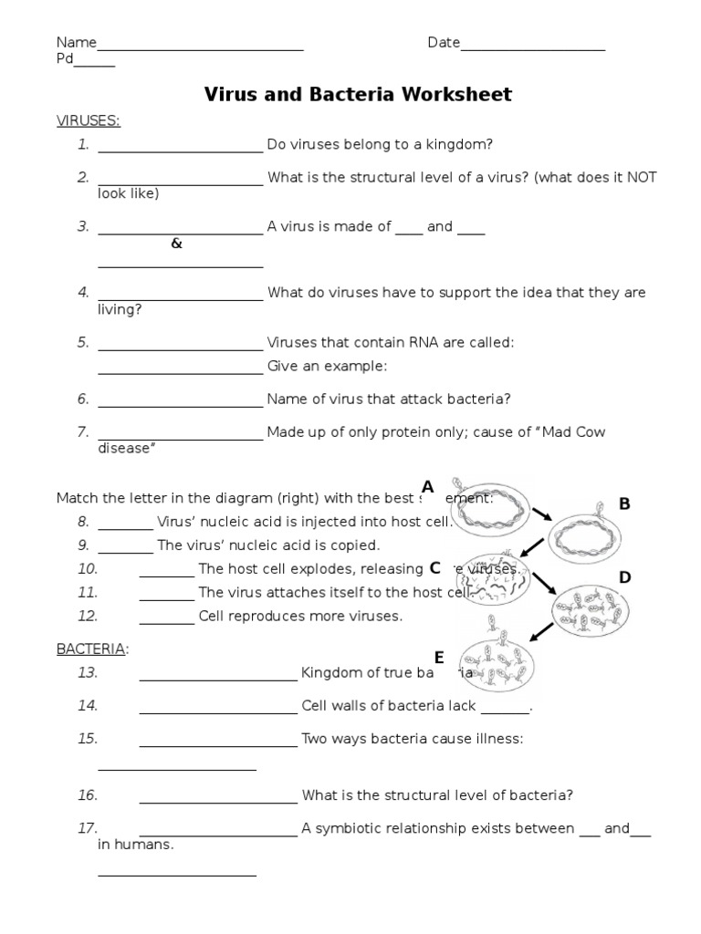 Virus and Bacteria Worksheet | PDF | Computers