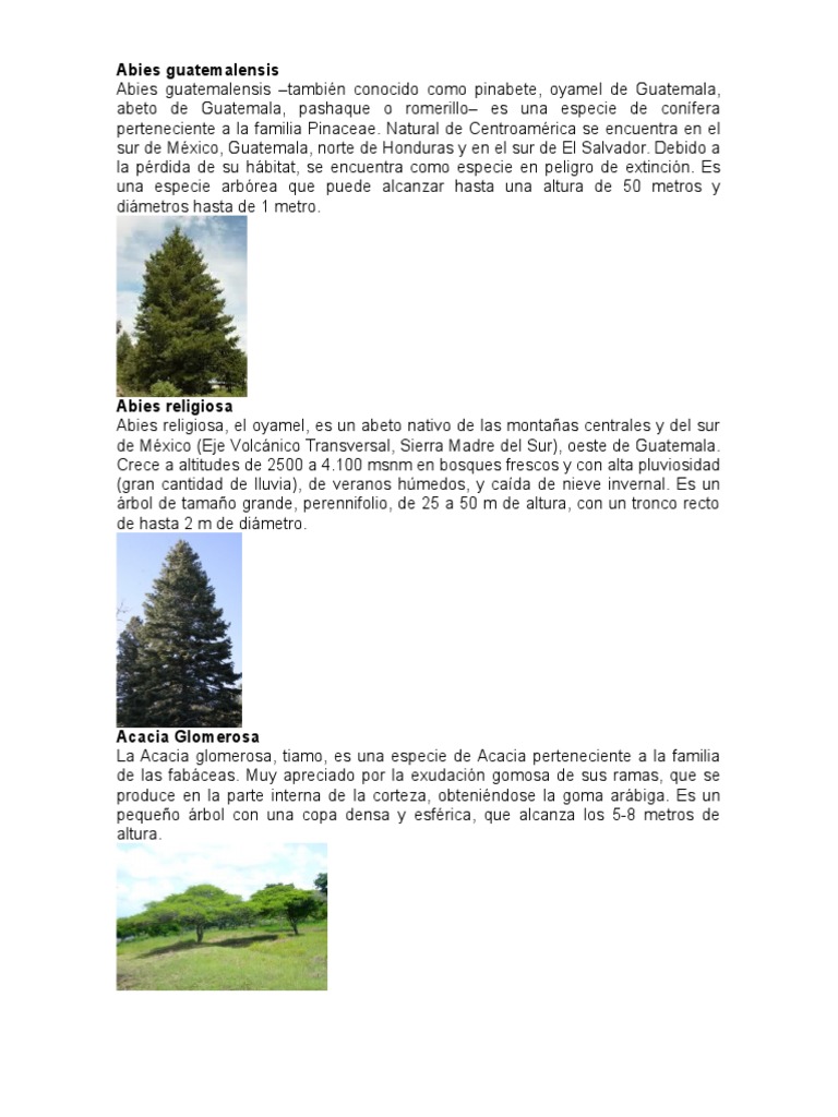 30 Arboles de Guatemala | Árboles | Plantas