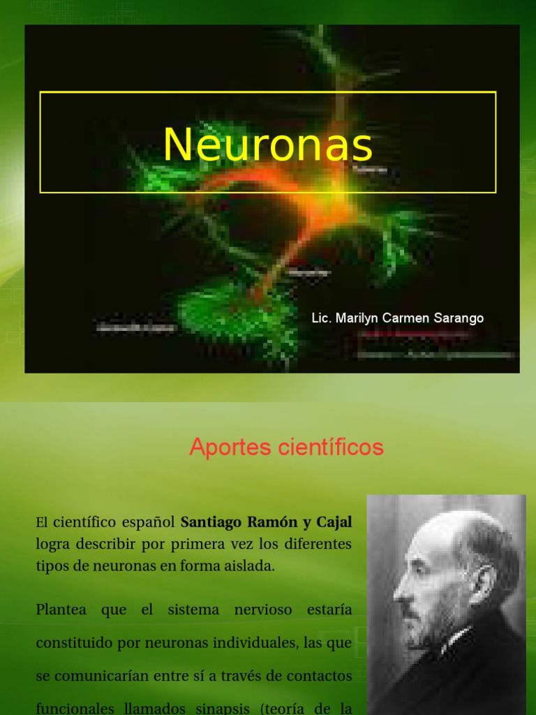 Neuronas | PDF | Neurona | Axon