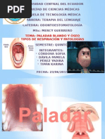 Velo Del Paladar - Escrito | PDF | Cara | Anatomía