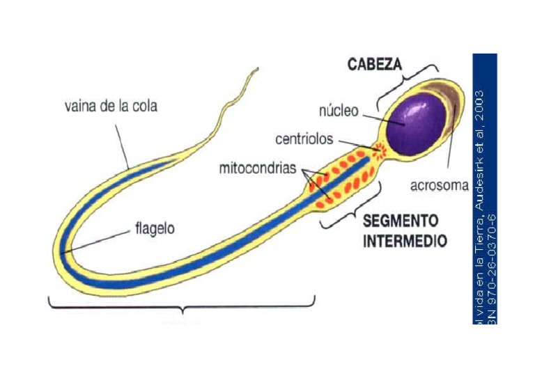 Estructura Del Espermatozoide Pdf