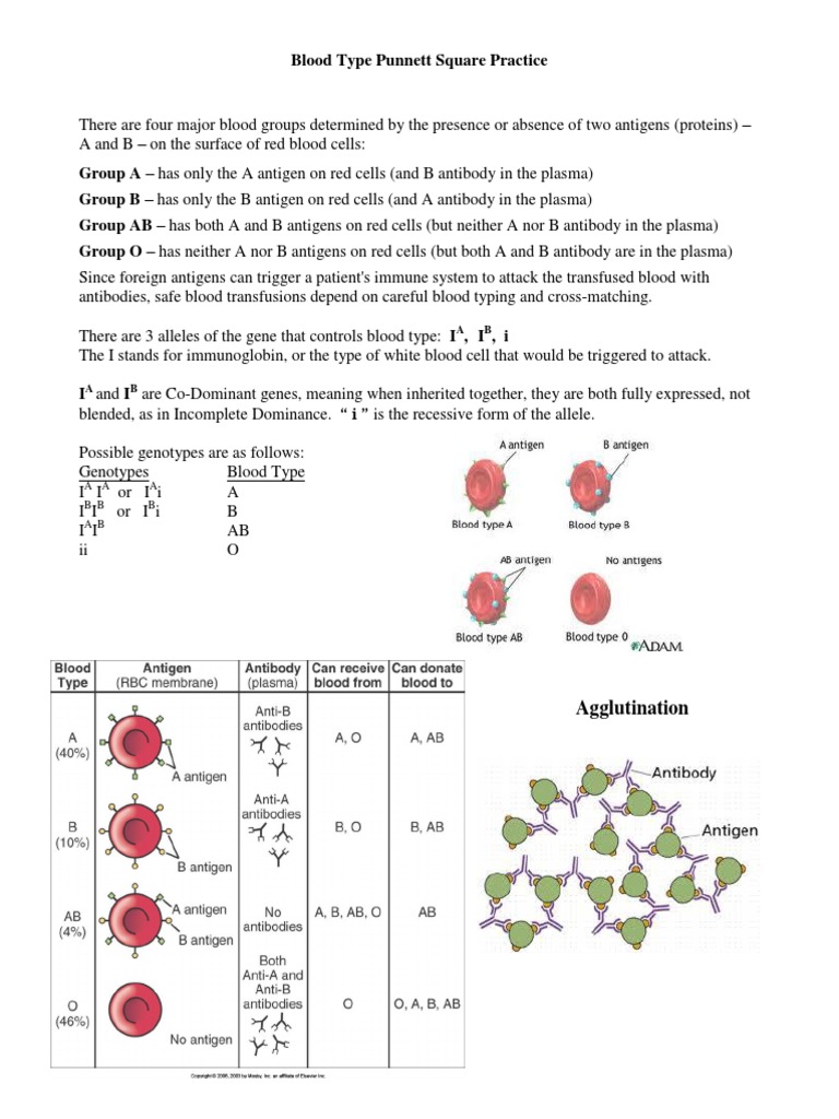 Blood Type Punnett Square Practice | PDF | Blood Type | Antibody