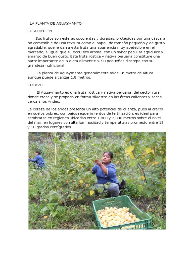 La Planta de Aguaymanto | PDF | Alimentos | Perú