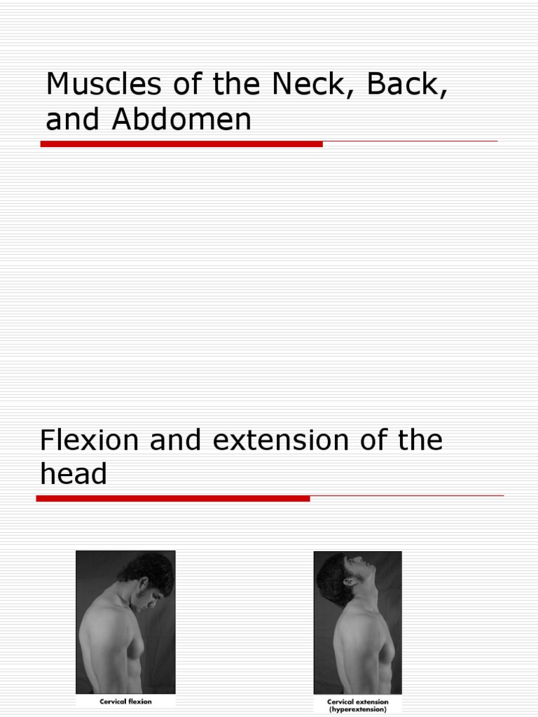 Muscles of The Neck, Back, Abdomen | PDF | Vertebral Column | Pelvis
