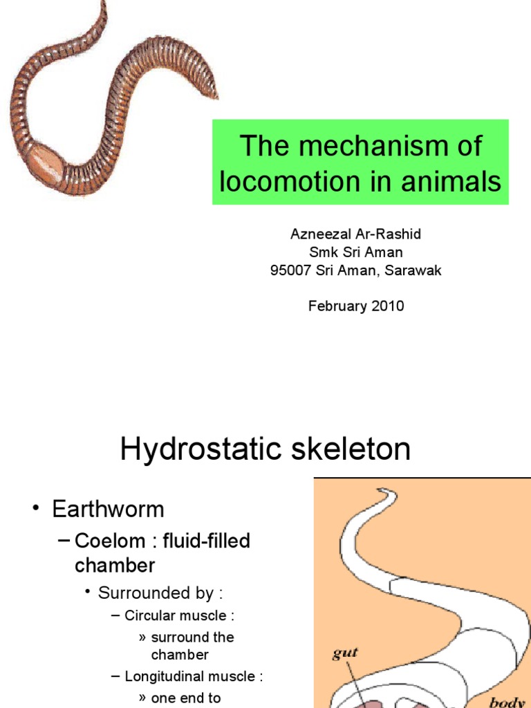 The Mechanism of Locomotion in Animals