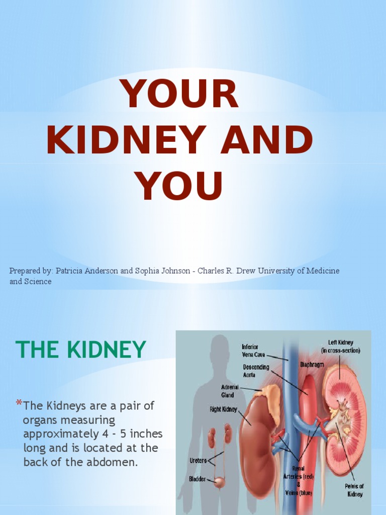 Kidney Disease Community Health Presentation | PDF | Renal Function ...