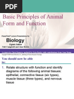 Anatomy of Cow Horns Explained | PDF | Cattle | Bone
