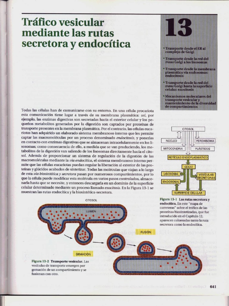 P3-C13 - Tráfico Vesicular Mediante Las Rutas Secretora y Endocítica | PDF