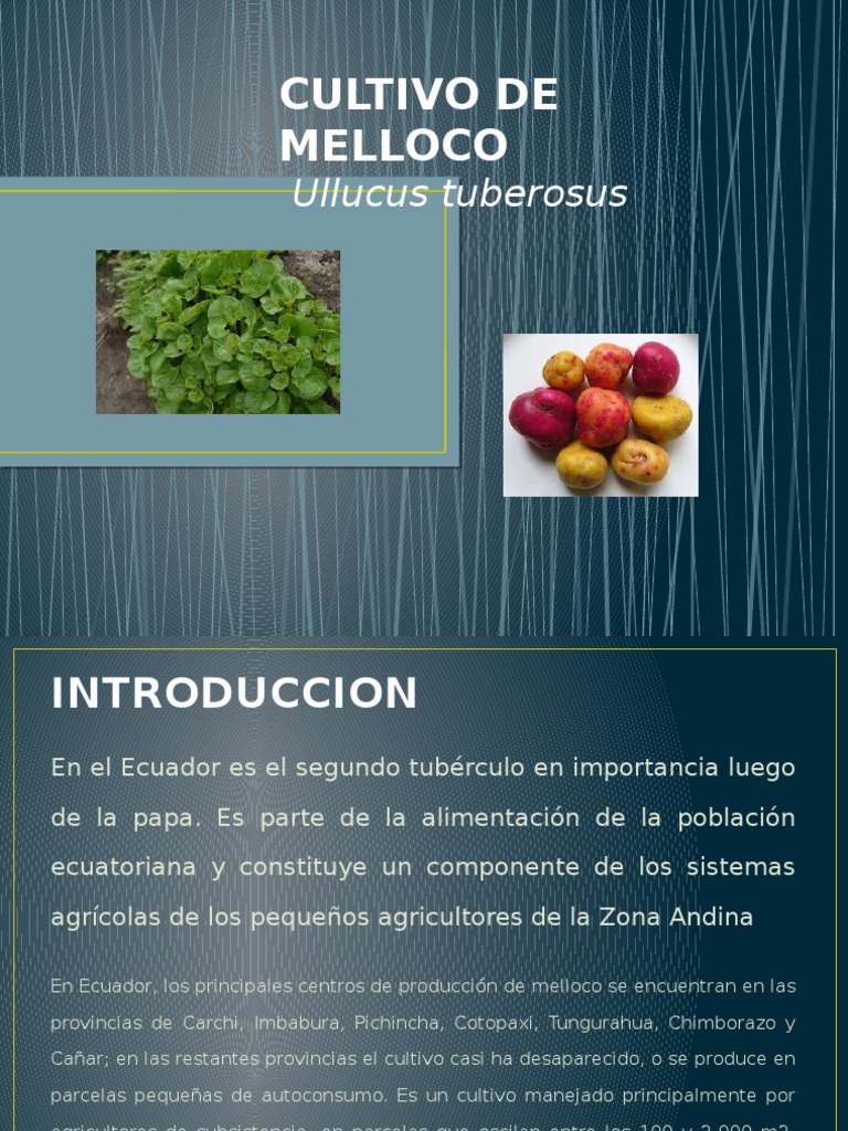 Cultivo de Melloco | PDF | Patata | Hoja