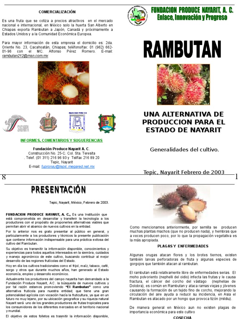 Cultivo de Rambután en Nayarit | PDF | Arboles | México