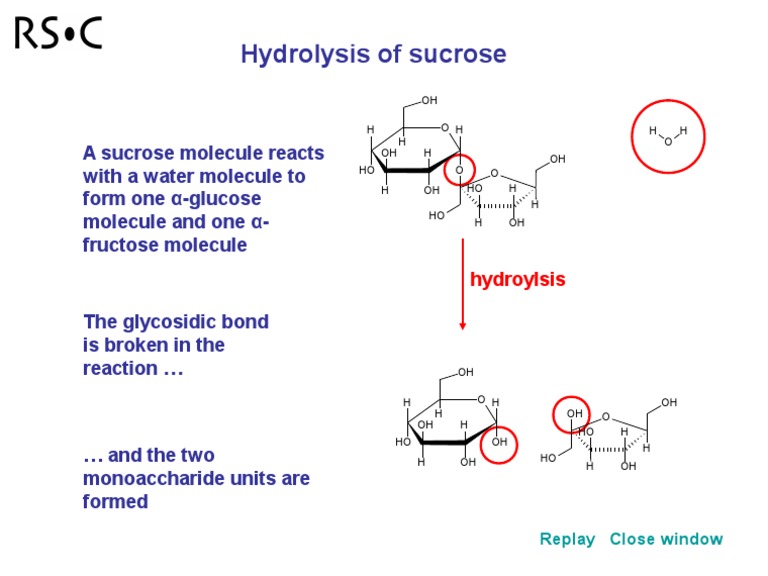 Sucrose Hydrolysis Process Explained | PDF