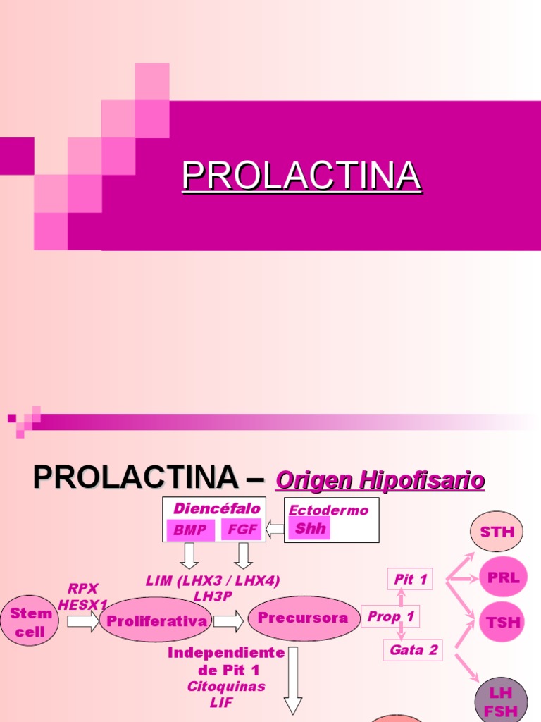 Prolactina | Pituitary Gland | Receptor (Biochemistry)