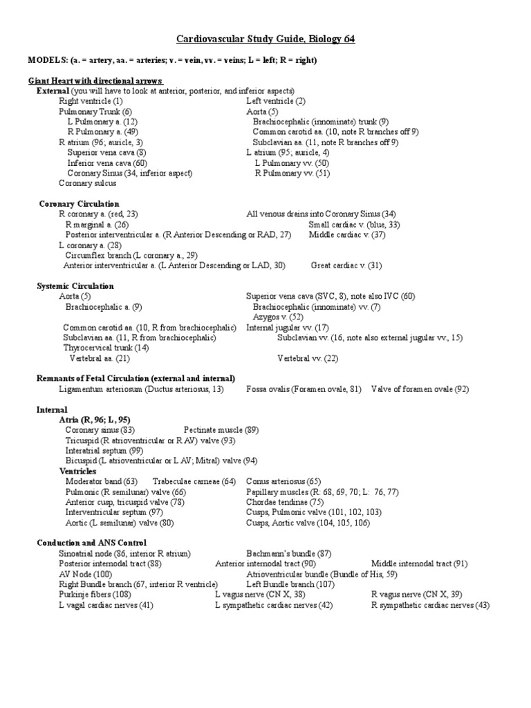 Cardiovascular Study Guide, Biology 64 | PDF | Heart Valve | Coronary ...