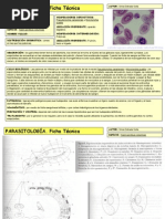 Caudectomia | PDF | Perros | Cirugía