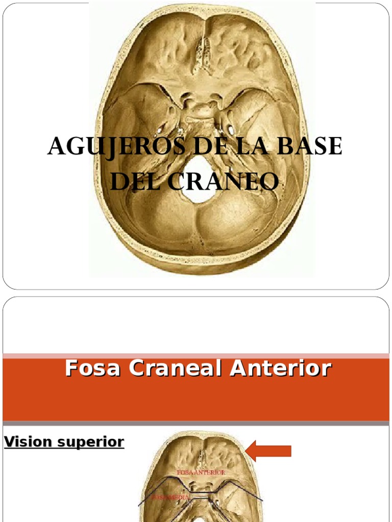 Base de Craneo Endocraneal | PDF