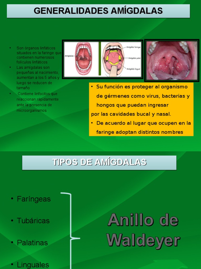 Histología y Tipos de Amígdalas | PDF