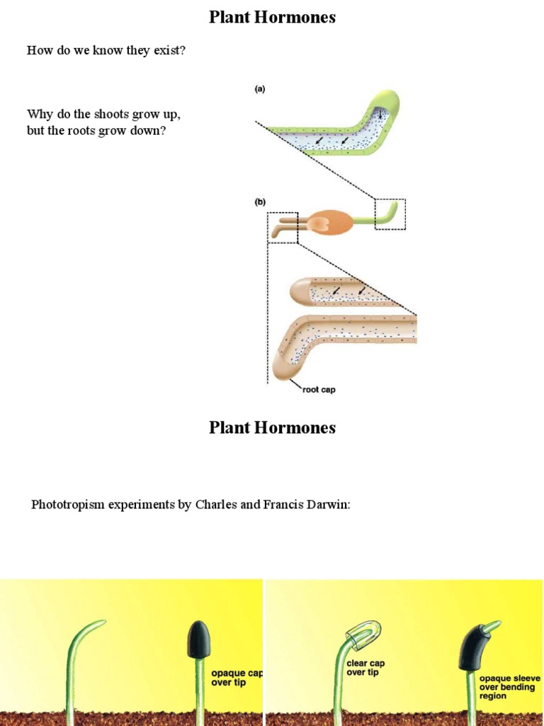 Understanding Plant Hormones and Growth | PDF | Home & Garden