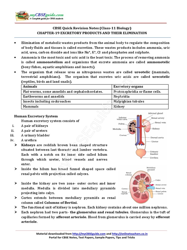Excretory System Overview and Functions | PDF | Kidney | Genitourinary ...