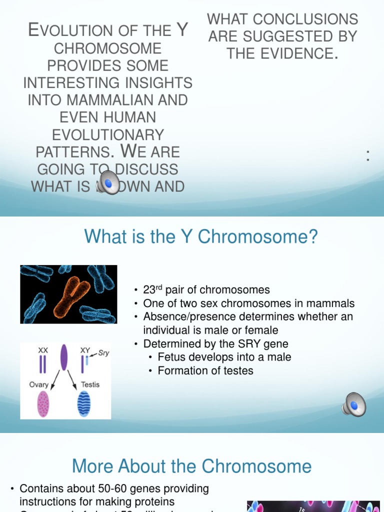 Y Chromosome Evolution BB | Genetic Recombination | Chromosome