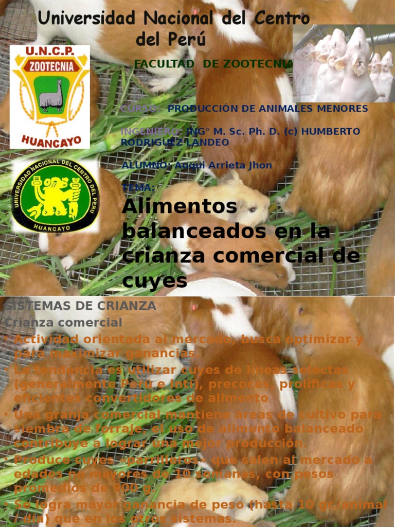 Alimentacion en Cuyes | PDF | Alimentos | Nutrición